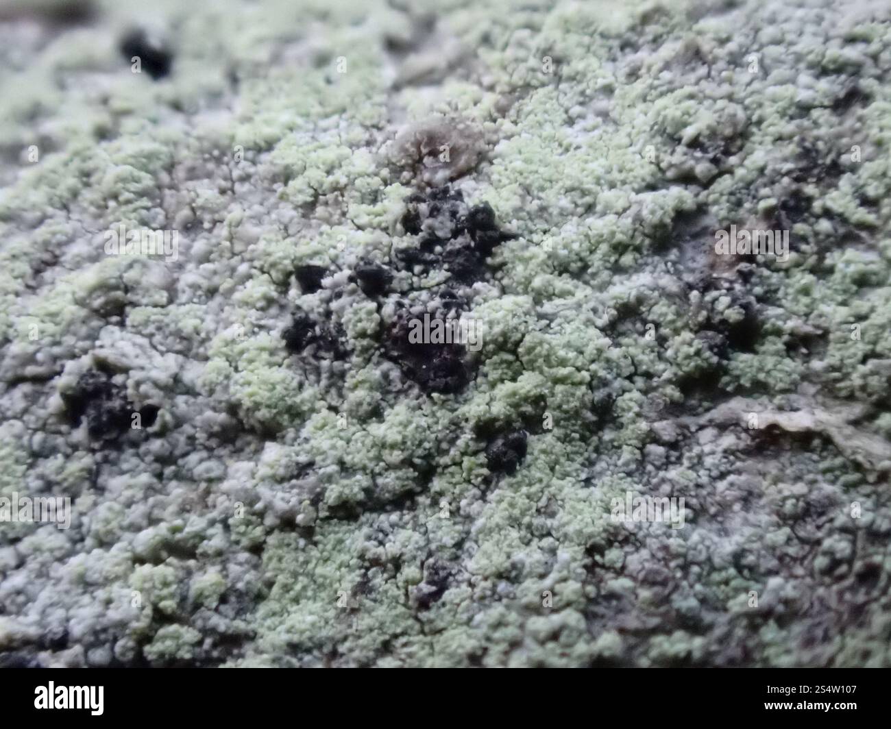 rim lichens, disc lichens, and allies (Lecanoraceae Stock Photo - Alamy