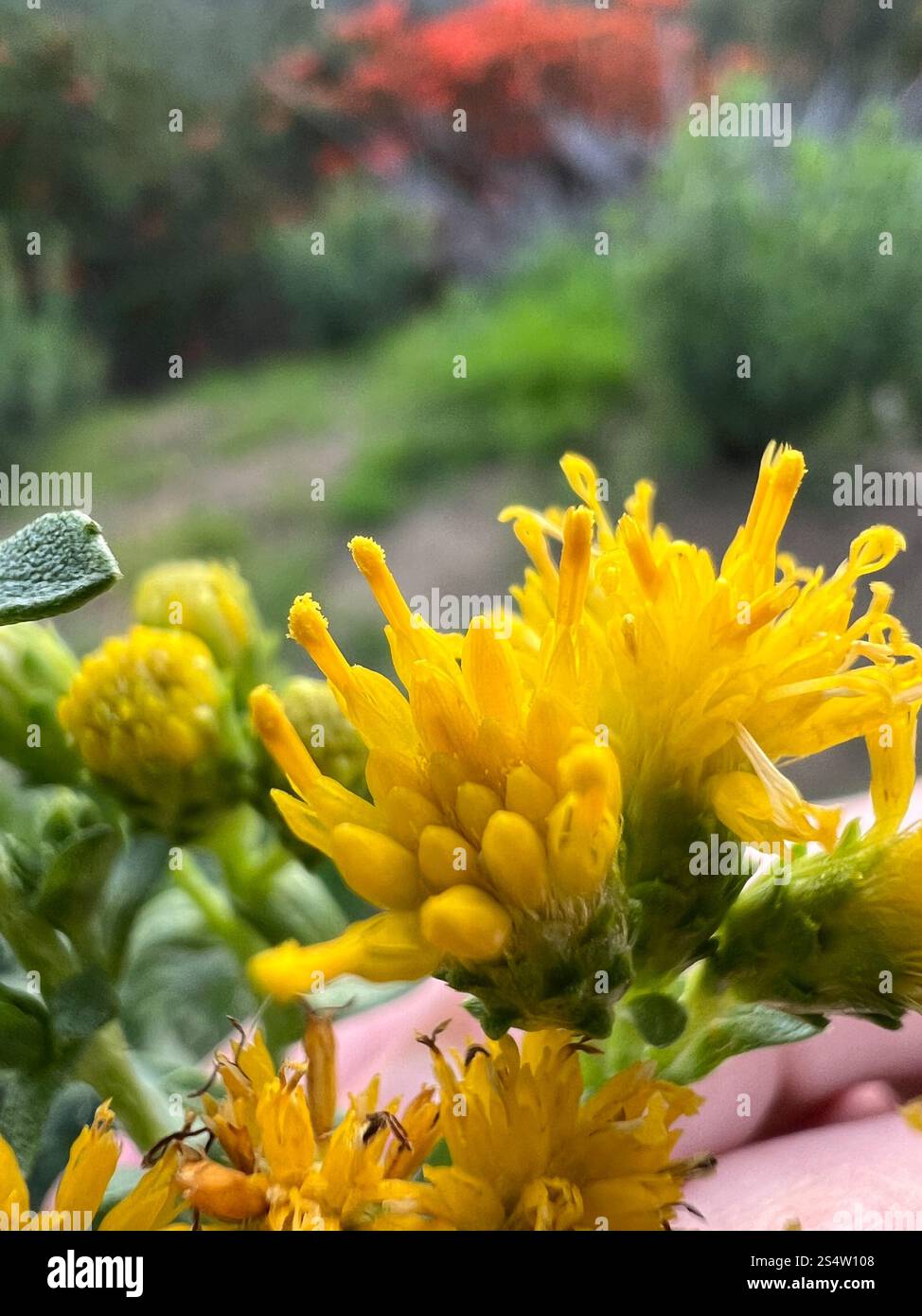 Coastal Goldenbush (Isocoma menziesii Stock Photo - Alamy