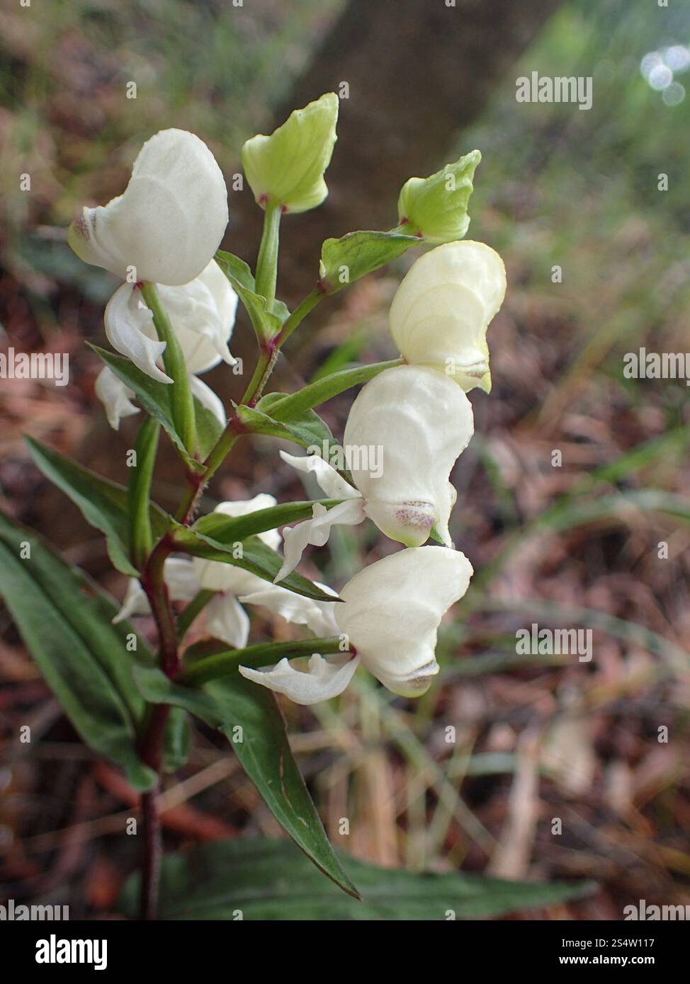 Fanny Kappie (Disperis fanniniae Stock Photo - Alamy