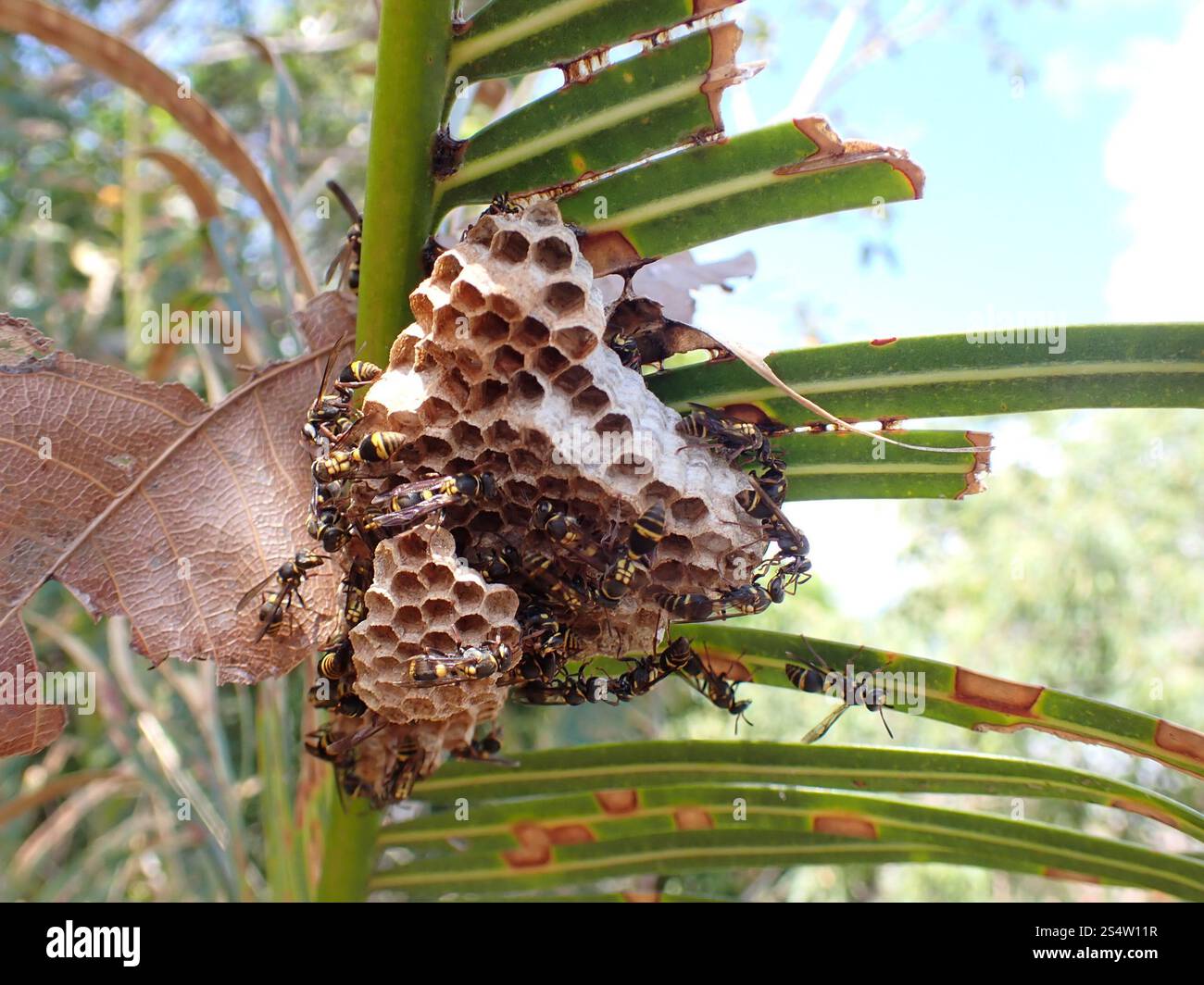 Ants, Bees, Wasps, and Sawflies (Hymenoptera Stock Photo - Alamy