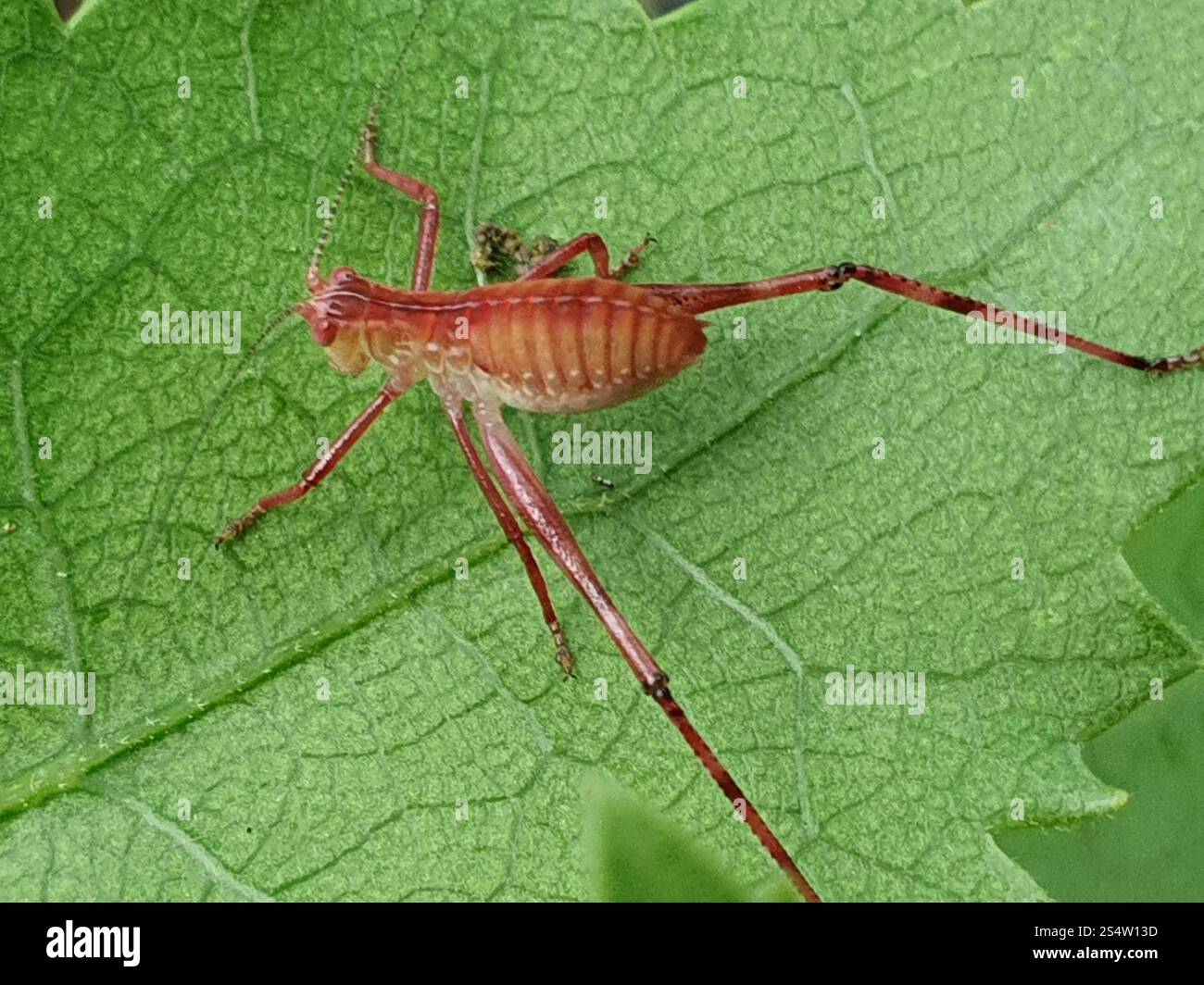Australian Common Garden Katydid (Caedicia simplex Stock Photo - Alamy