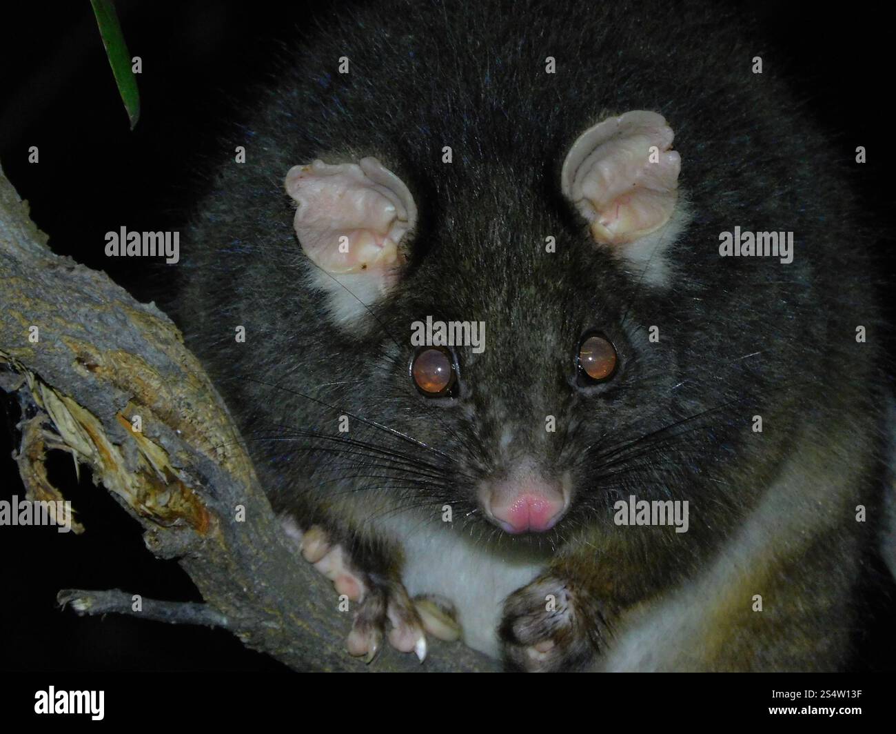 Common Ring-tailed Possum (Pseudocheirus peregrinus Stock Photo - Alamy