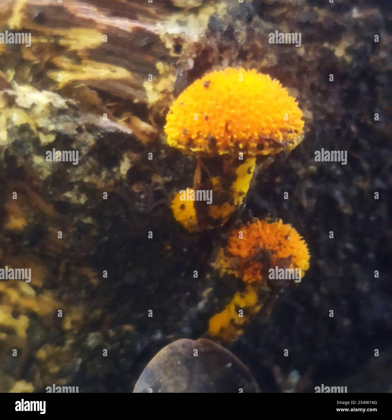 Golden-scruffy Collybia (Cyptotrama asprata Stock Photo - Alamy