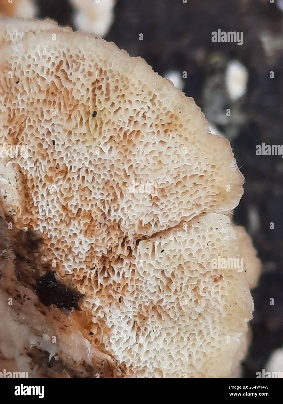 shelf fungi (Polyporales Stock Photo - Alamy