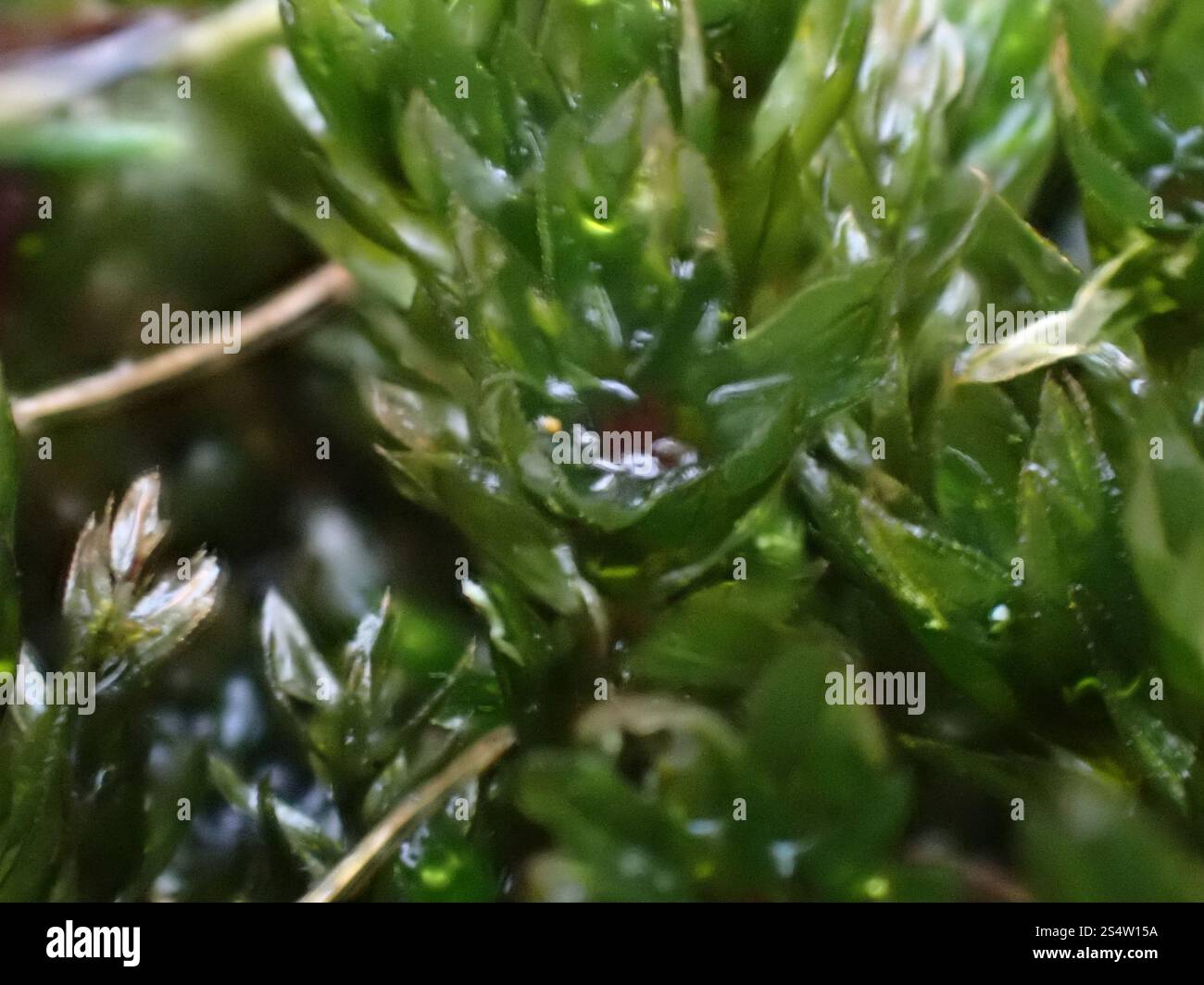 Horn Calcareous Moss (Mnium hornum Stock Photo - Alamy