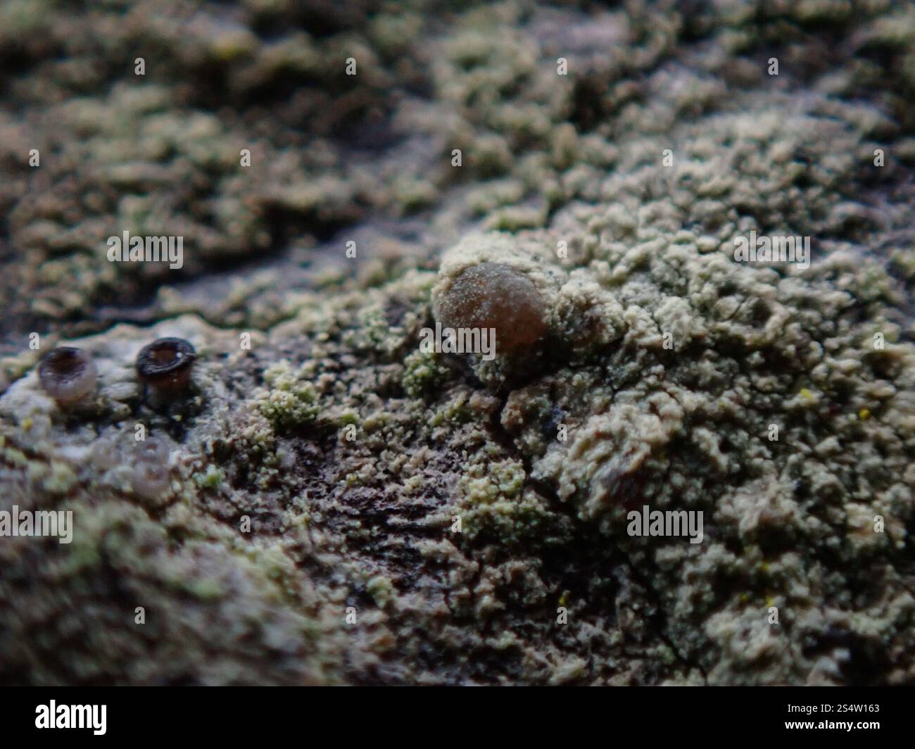Ascomycete Fungi (Ascomycota Stock Photo - Alamy