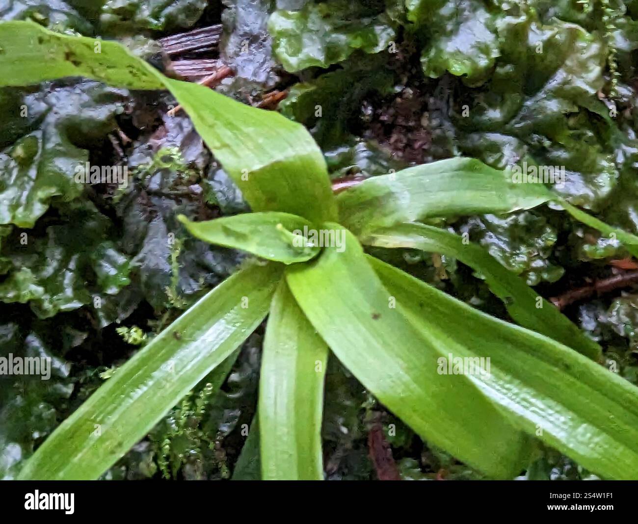 Small-flower Woodrush (Luzula parviflora Stock Photo - Alamy