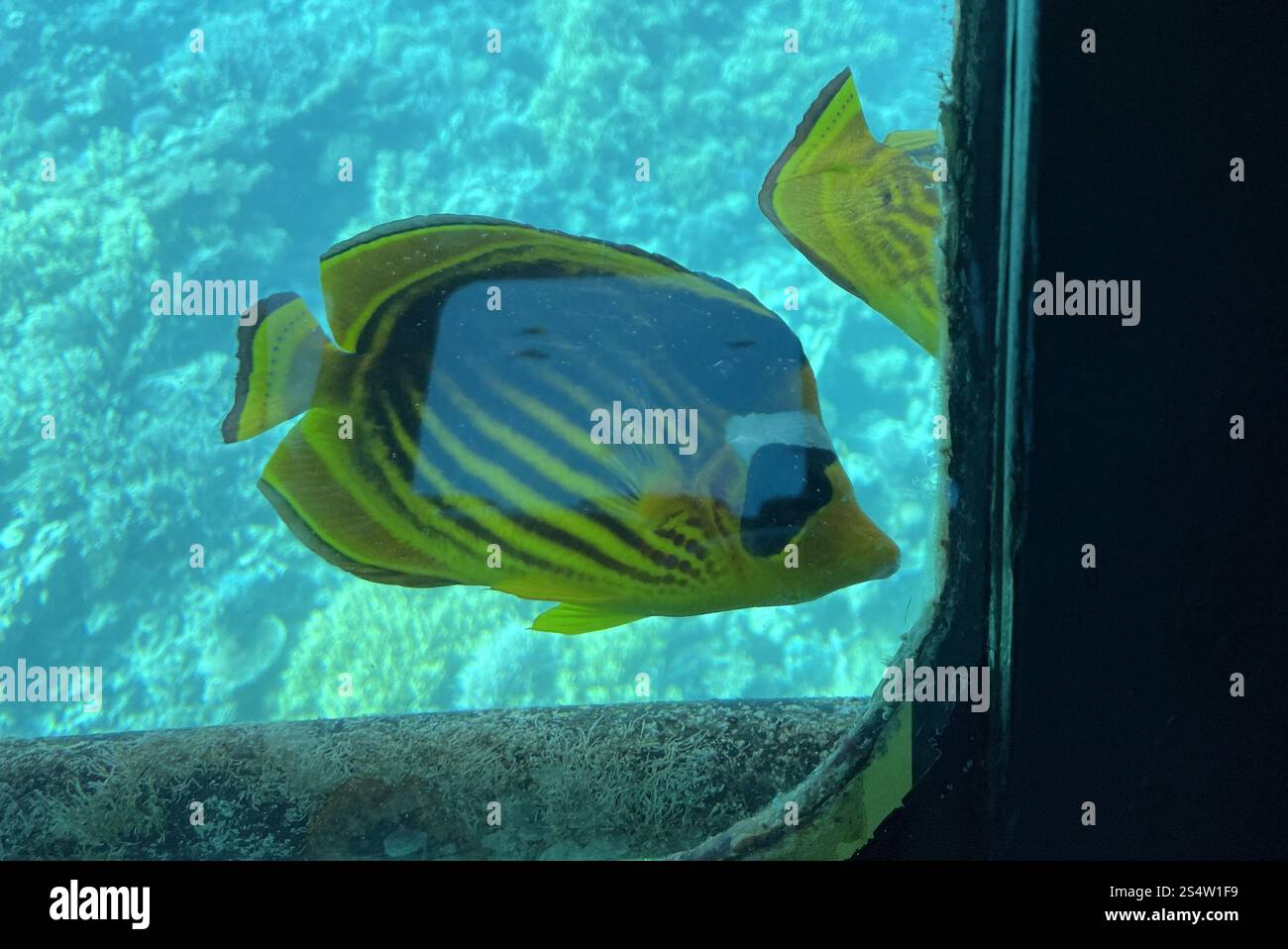 Red Sea Raccoon Butterflyfish (Chaetodon fasciatus Stock Photo - Alamy