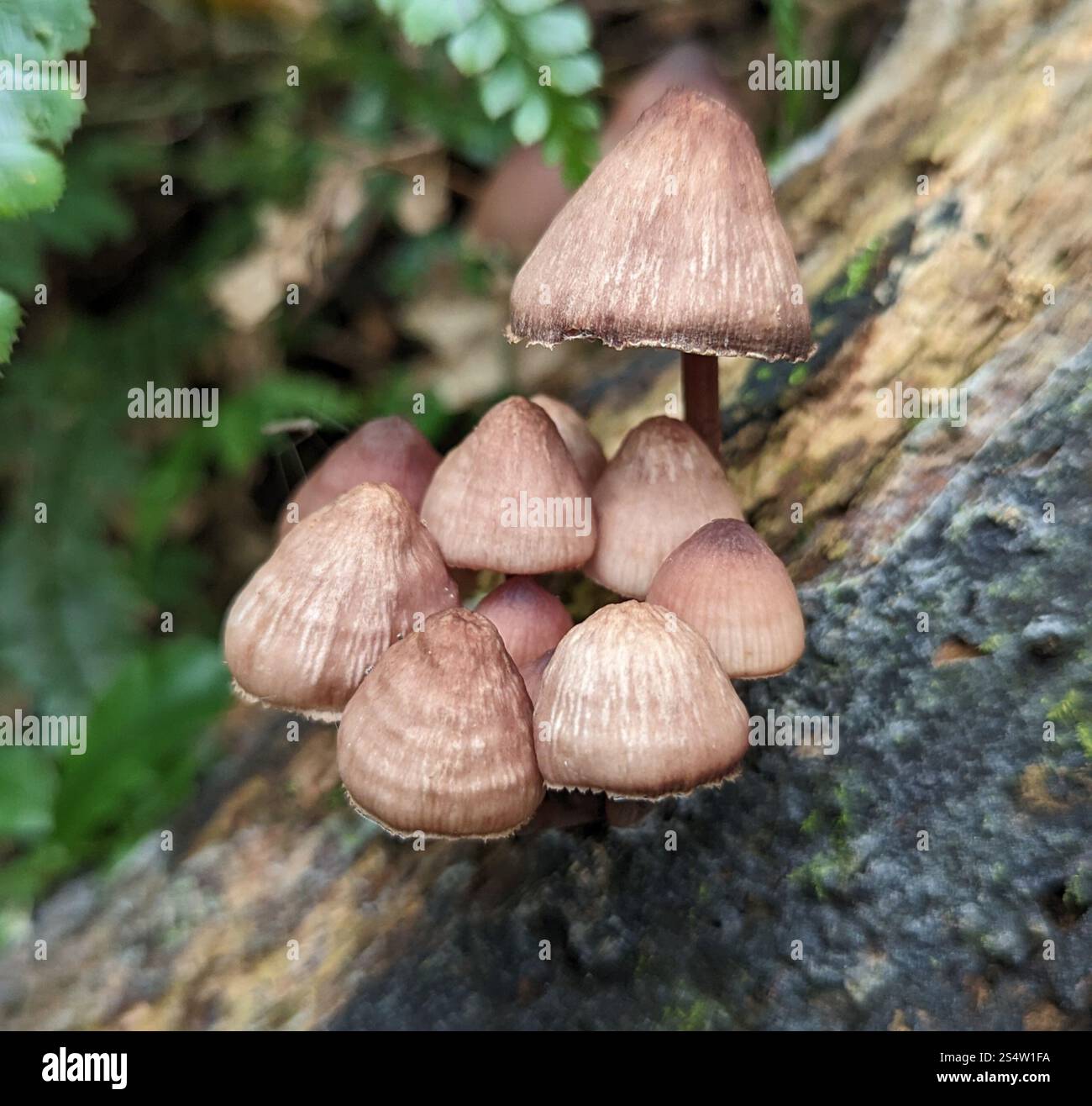 Bleeding Fairy Helmet (Mycena haematopus Stock Photo - Alamy