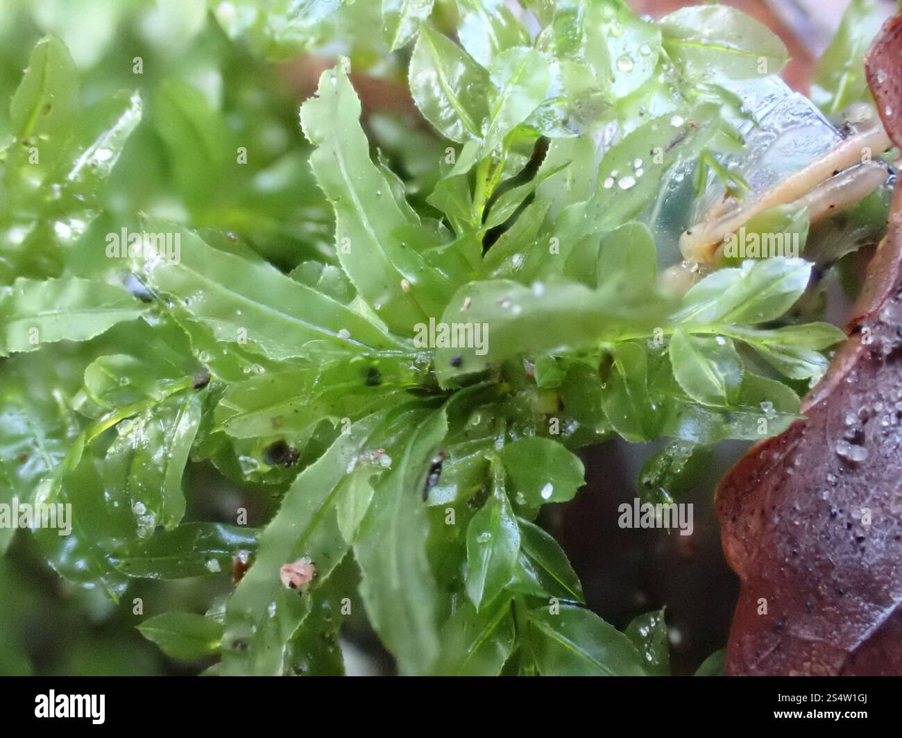 Palm-tree Moss (Plagiomnium undulatum Stock Photo - Alamy