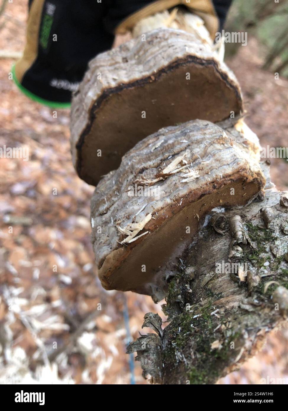 Hoof Fungus (Fomes fomentarius Stock Photo - Alamy