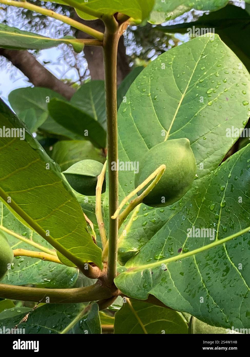Sea Almond (Terminalia catappa Stock Photo - Alamy