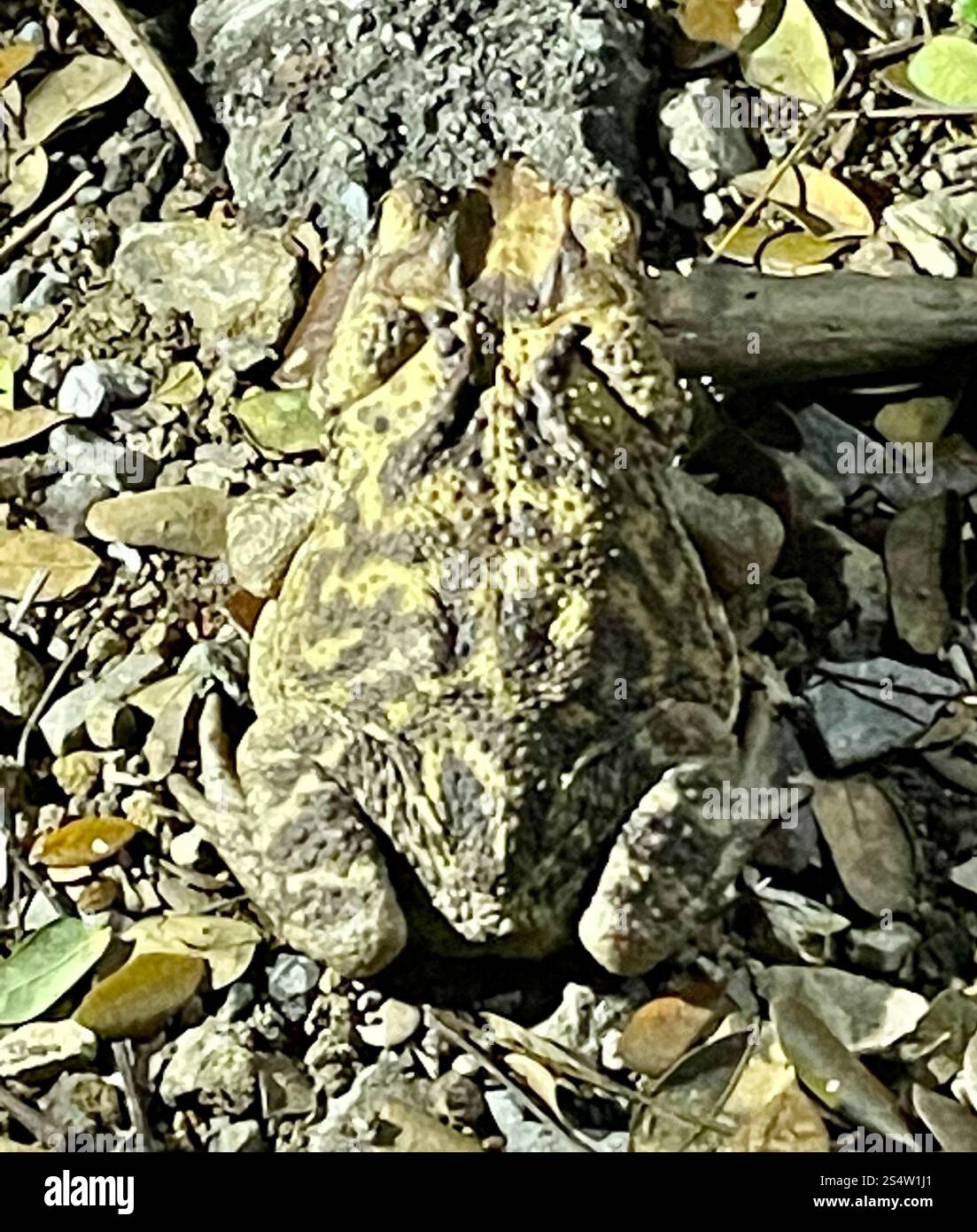 Western Giant Toad (Peltophryne fustiger Stock Photo - Alamy