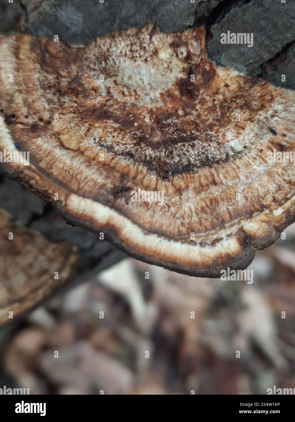 shelf fungi (Polyporales Stock Photo - Alamy
