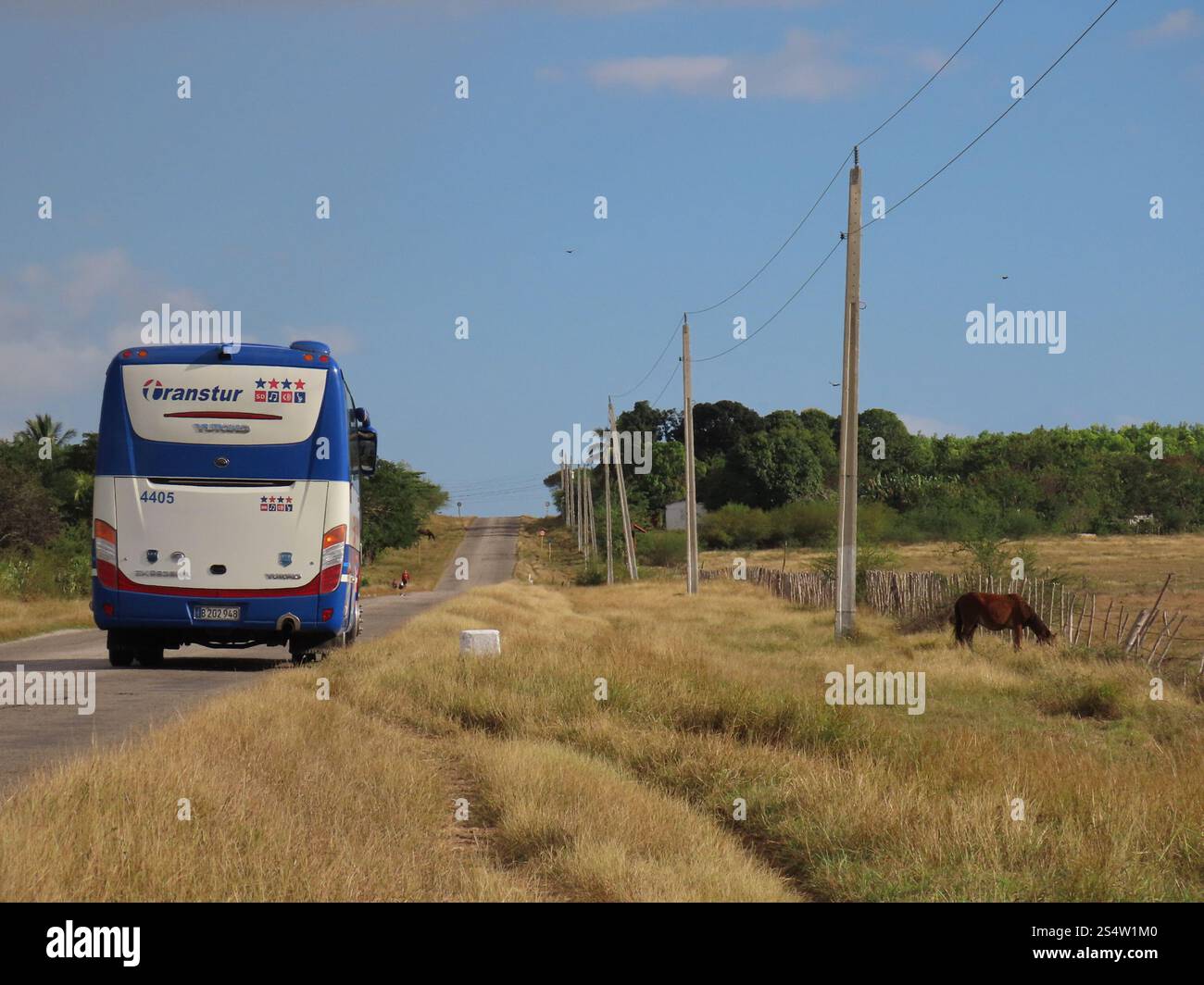 Cuban Palm-Crow (Corvus minutus Stock Photo - Alamy