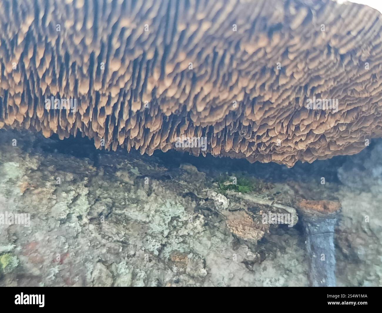 Thin-walled Maze Polypore (Daedaleopsis confragosa Stock Photo - Alamy