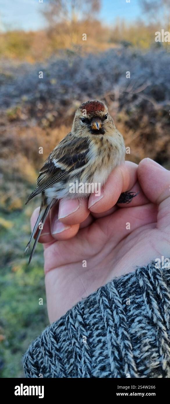 Lesser Redpoll (Acanthis flammea cabaret Stock Photo - Alamy