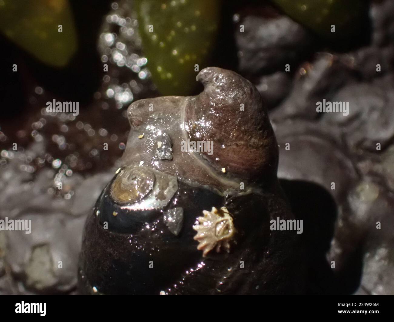 Hooked slippersnail hi-res stock photography and images - Alamy