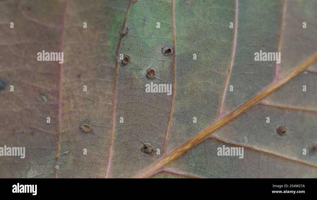 oak flake gall wasp (Neuroterus quercusverrucarum Stock Photo - Alamy