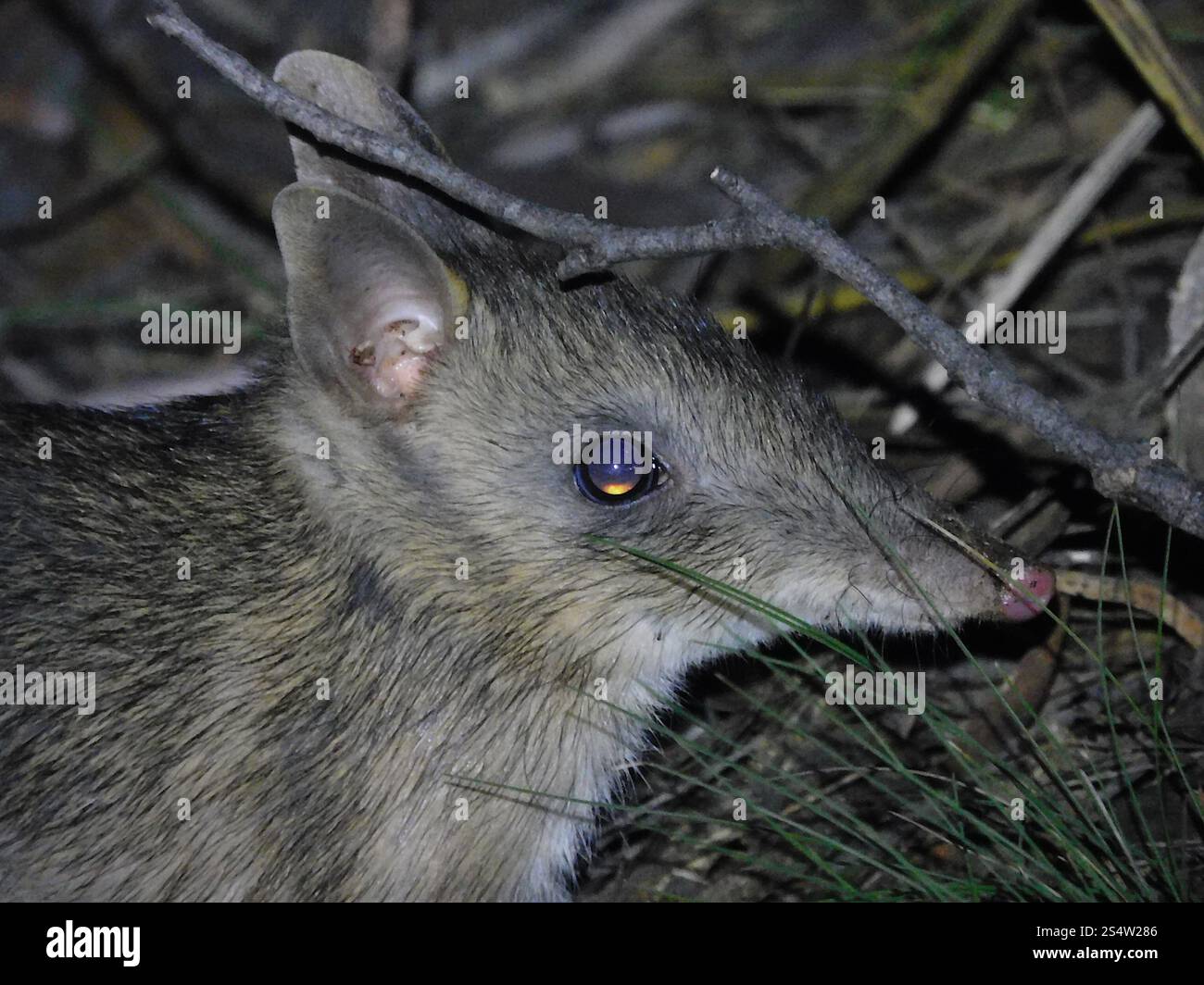 Eastern Barred Bandicoot (Perameles gunnii Stock Photo - Alamy
