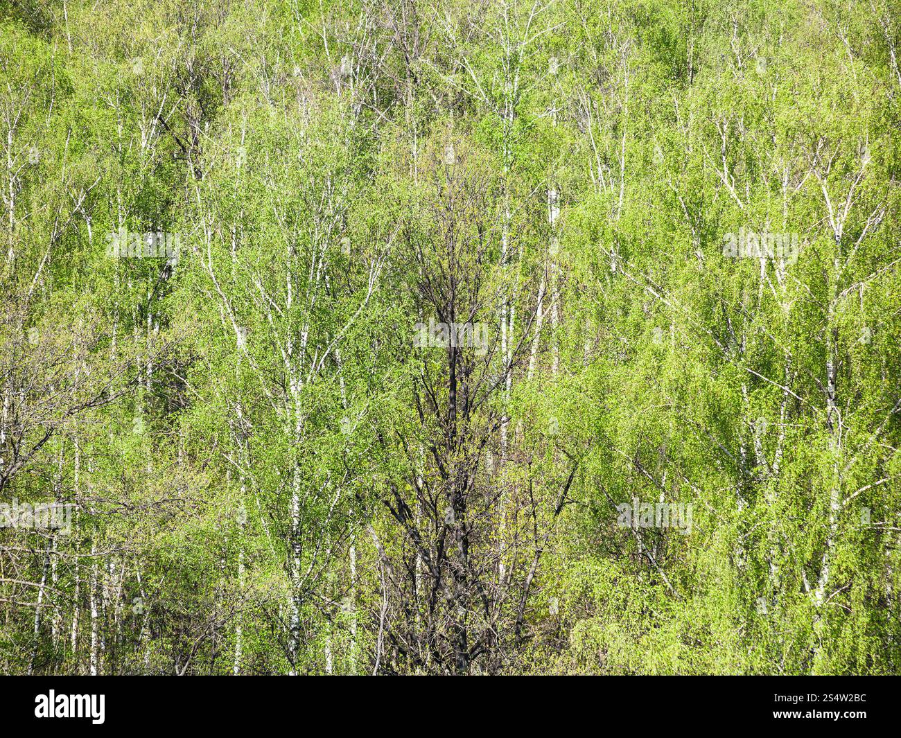 Sunny weather spring hi-res stock photography and images - Alamy