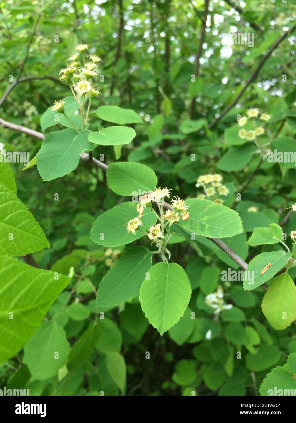 roundleaf shadbush (Amelanchier sanguinea Stock Photo - Alamy