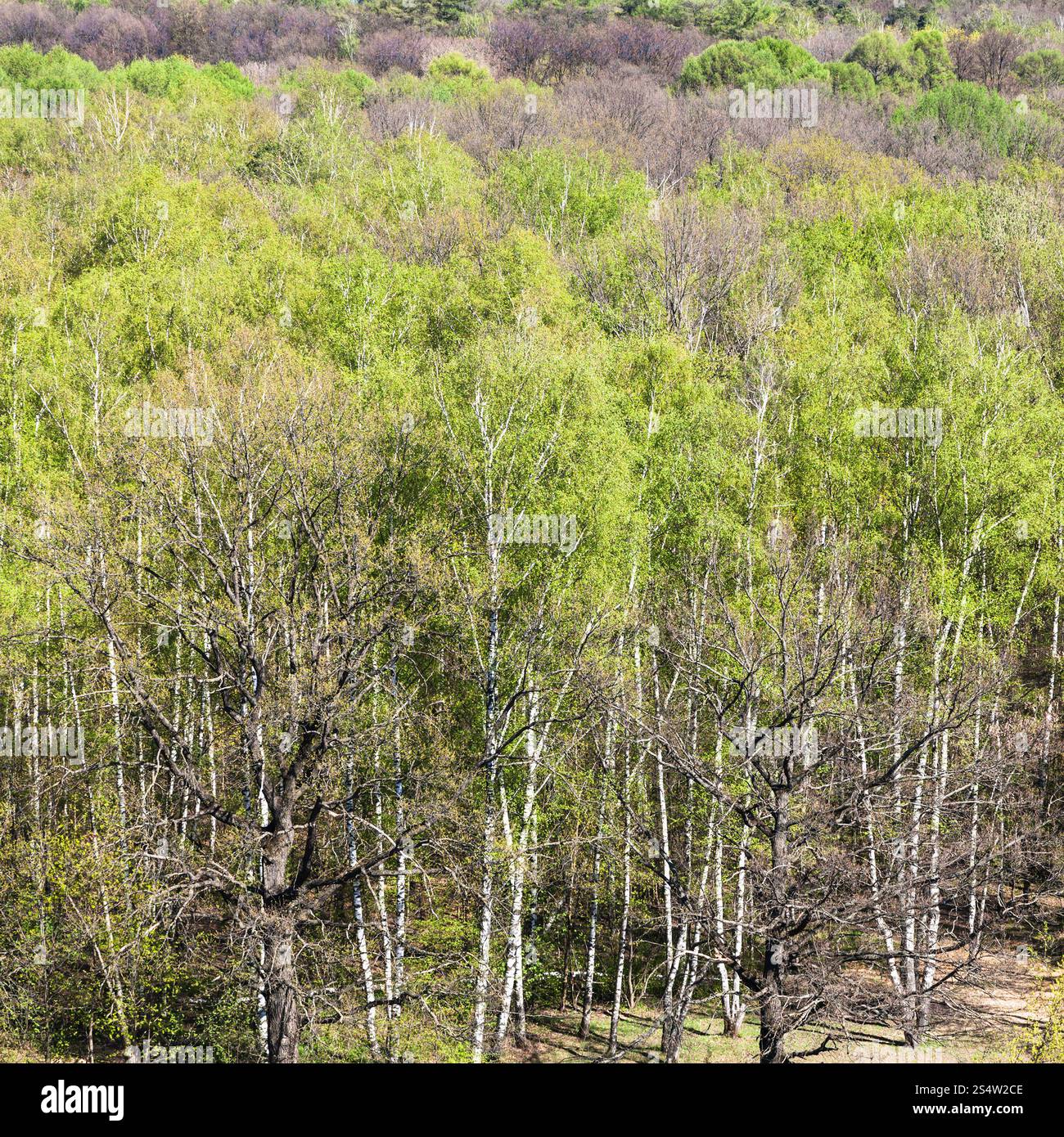 Green trees in background hi-res stock photography and images - Alamy