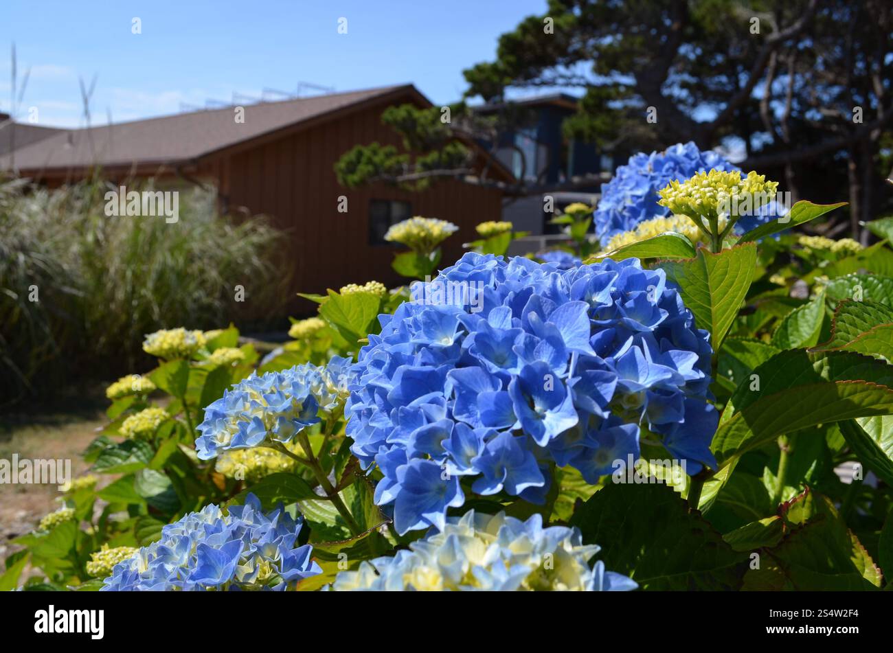 Vibrant blue hydrangeas are in full bloom in a sunny garden, enhancing ...