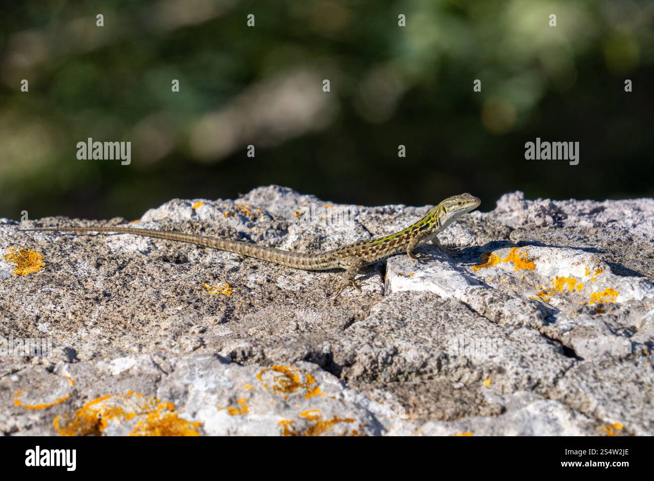 Italian Wall Lizard or Ruin Lizard, Podarcis siculus, sunning on the ...