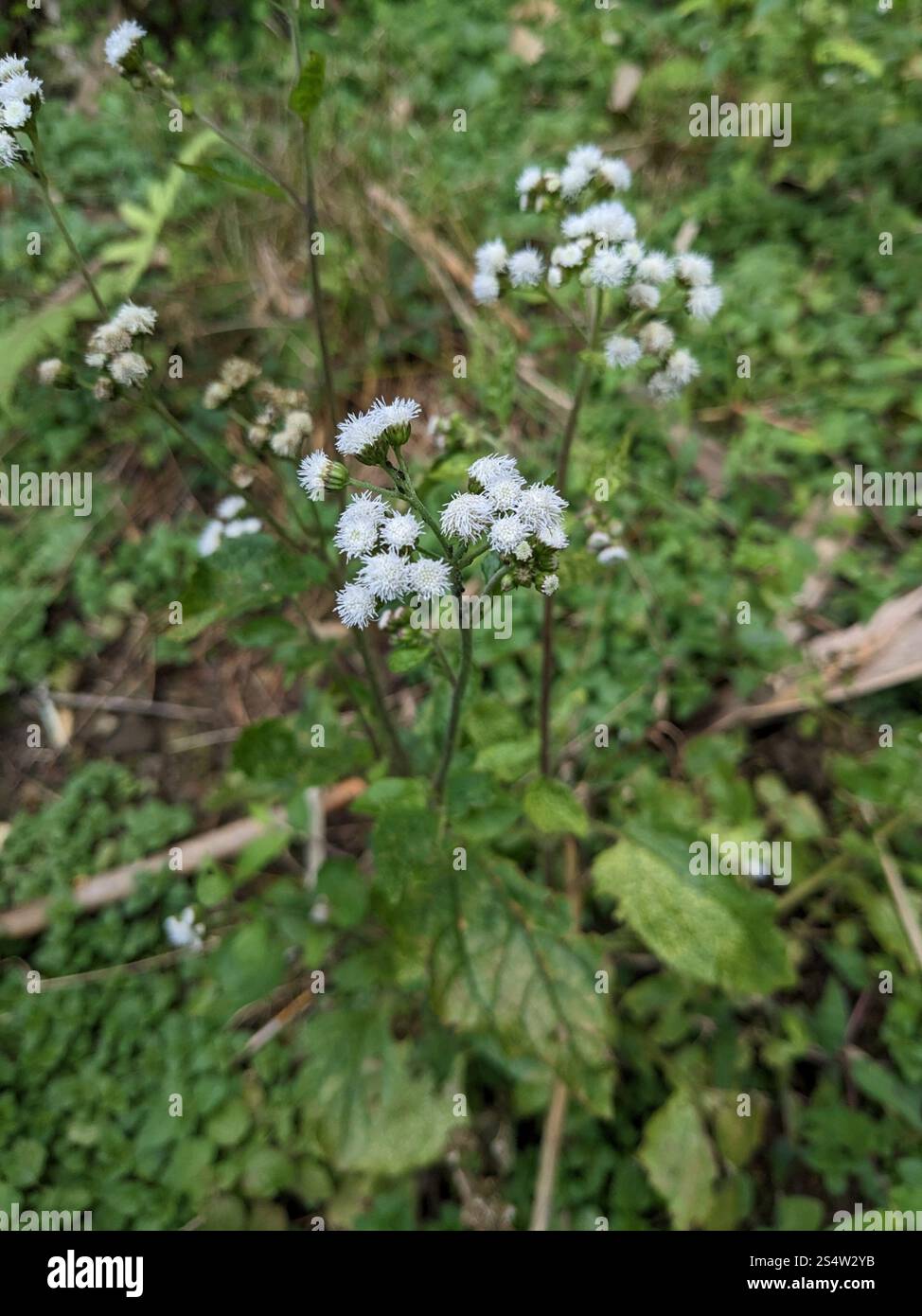 billygoat weed (Ageratum conyzoides Stock Photo - Alamy