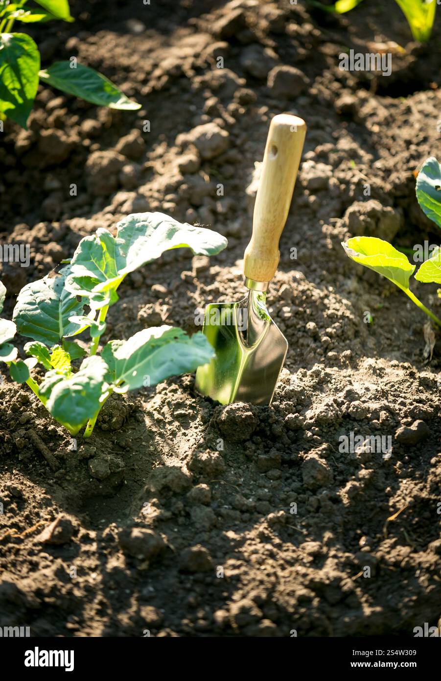 Closeup photo of small spade with wooden handle stuck in the garden bed ...
