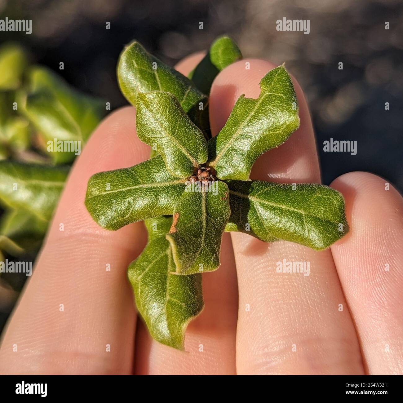 Myrtle Oak (Quercus myrtifolia Stock Photo - Alamy