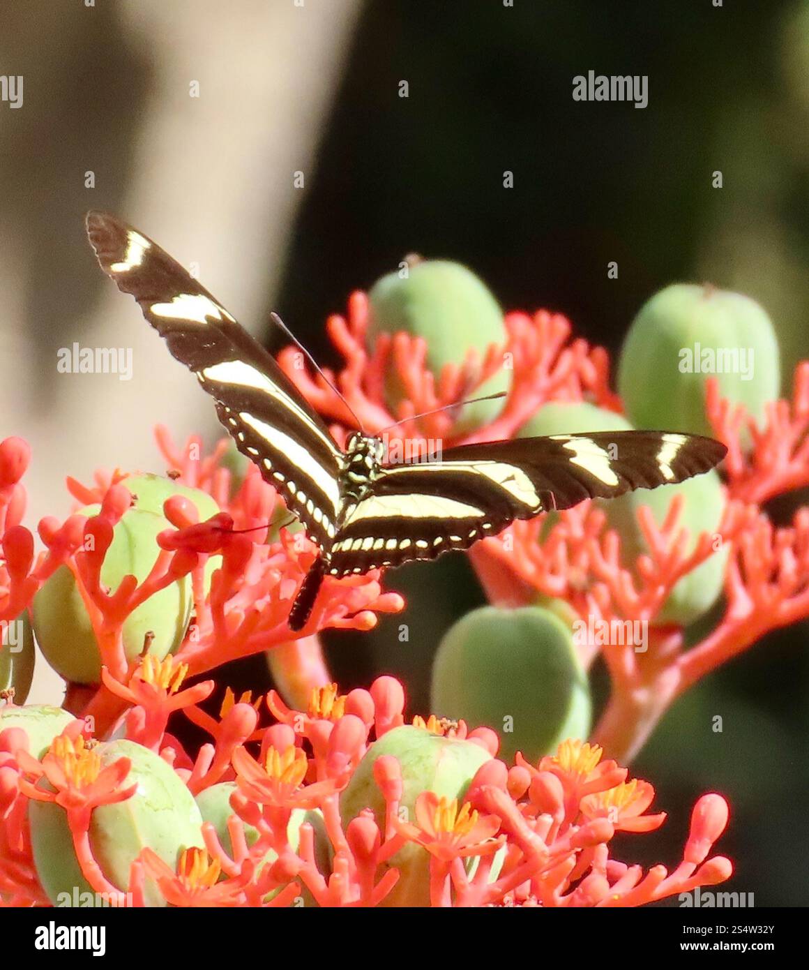 Zebra Longwing (Heliconius charithonia Stock Photo - Alamy