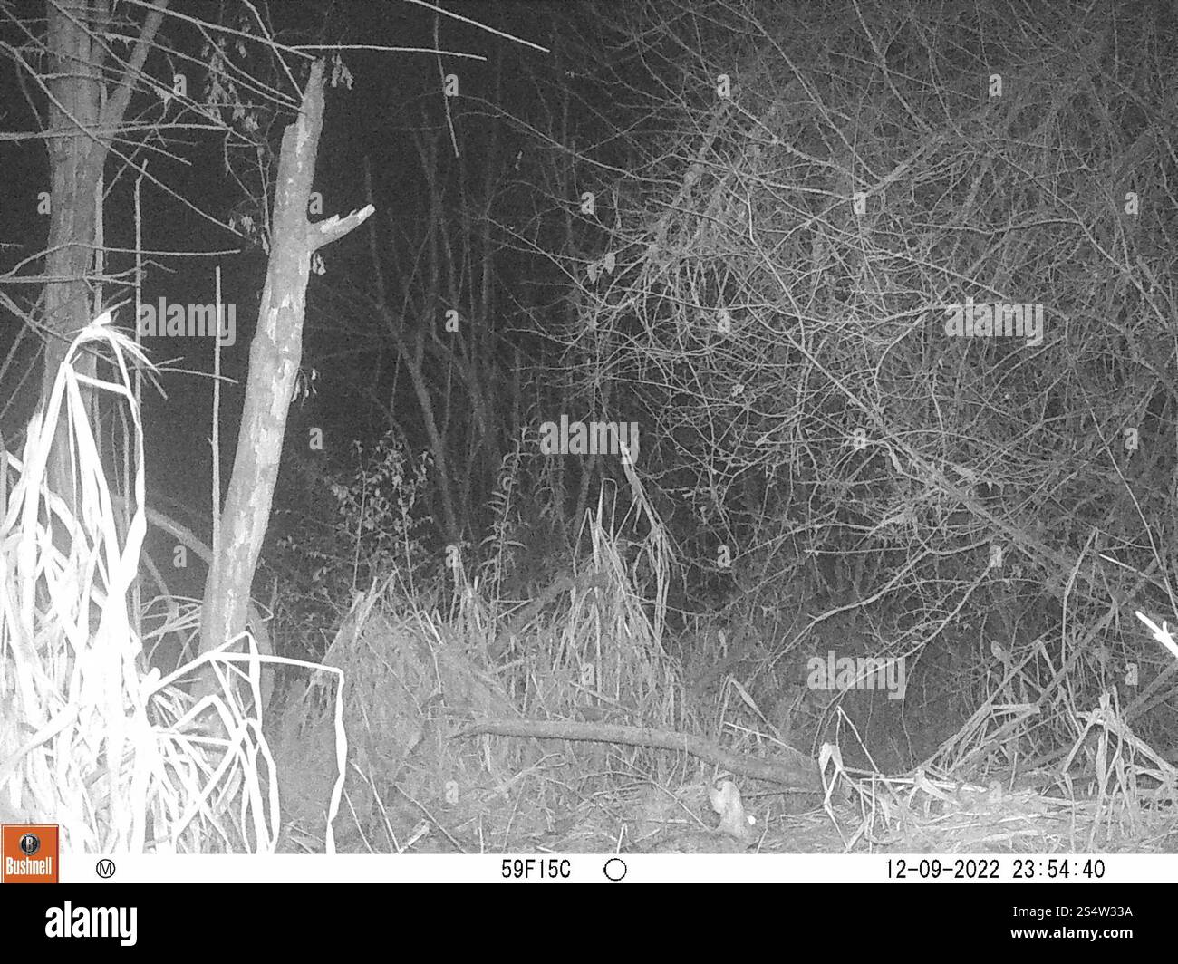 Swamp Rabbit (Sylvilagus aquaticus Stock Photo - Alamy