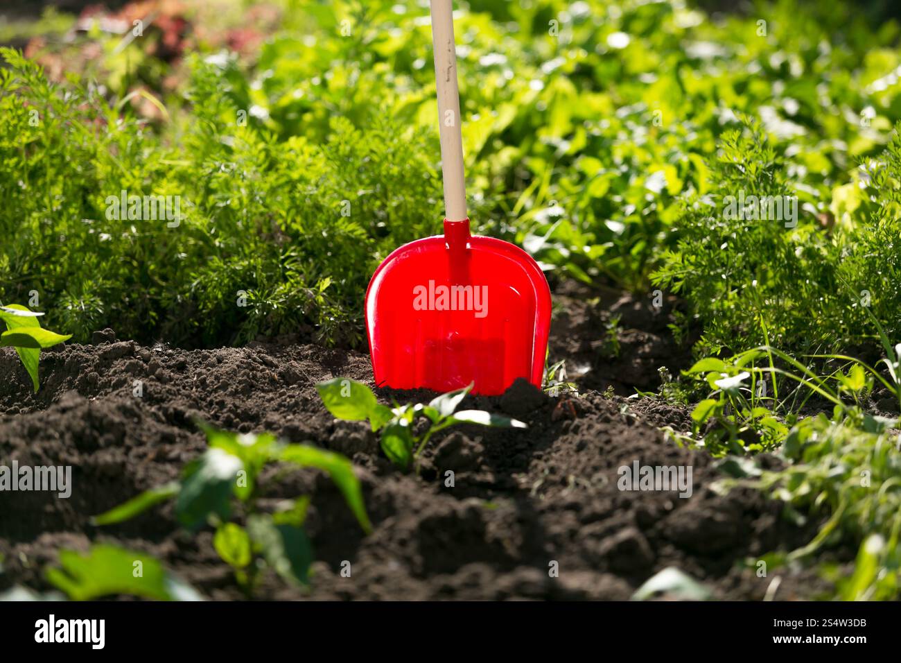 Closeup photo of red spade stuck in garden bed Stock Photo - Alamy