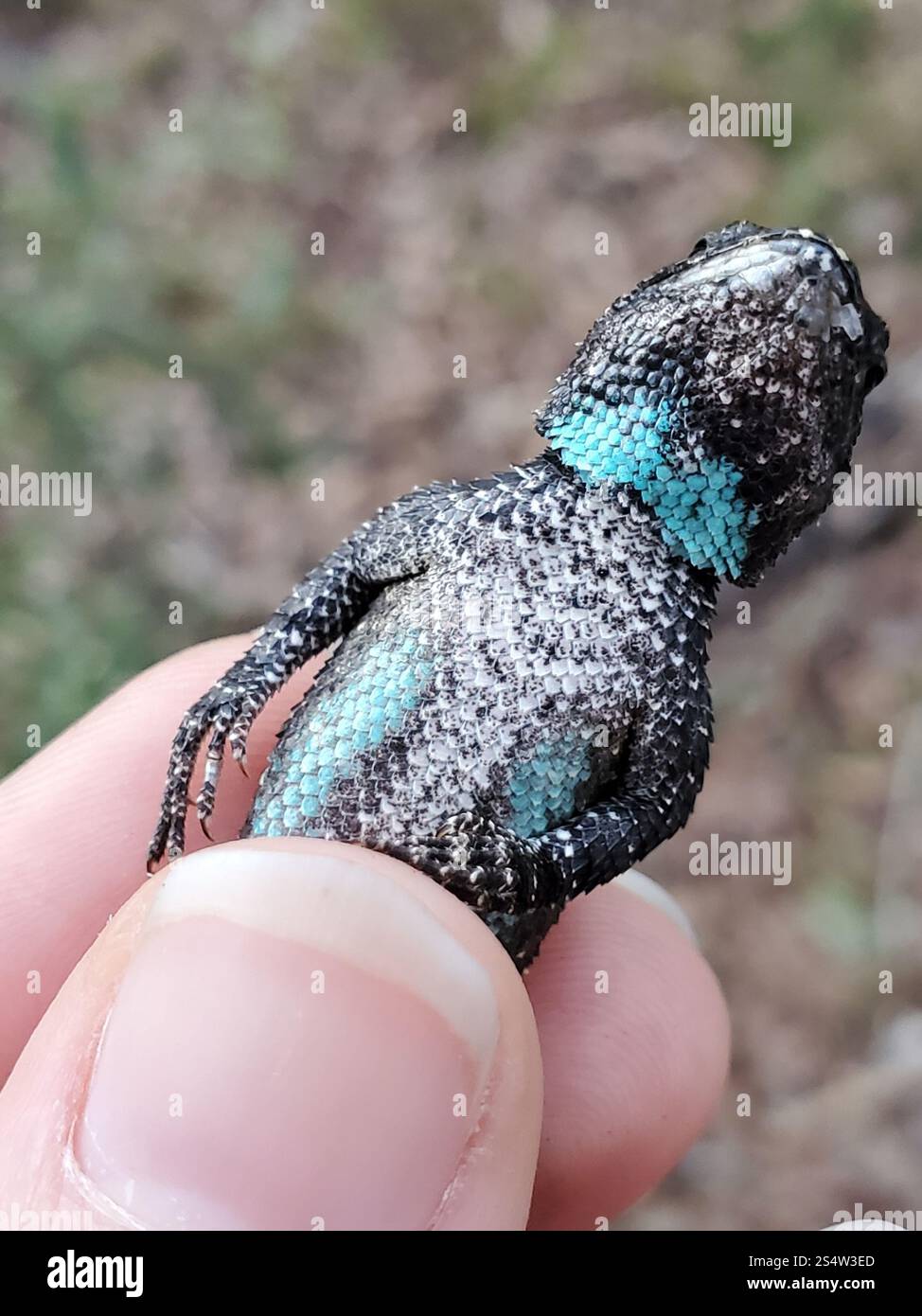 Eastern Fence Lizard (Sceloporus undulatus Stock Photo - Alamy