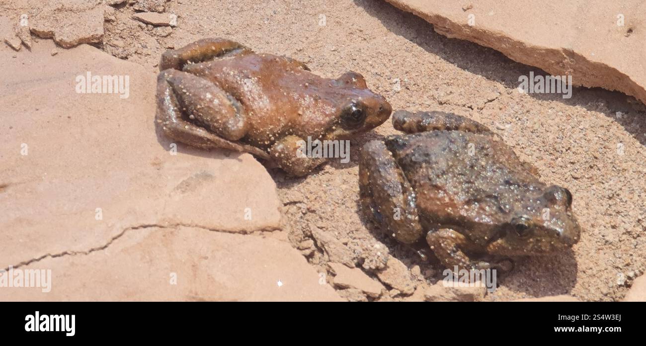 Northern Flinders Ranges Froglet (Crinia flindersensis Stock Photo - Alamy