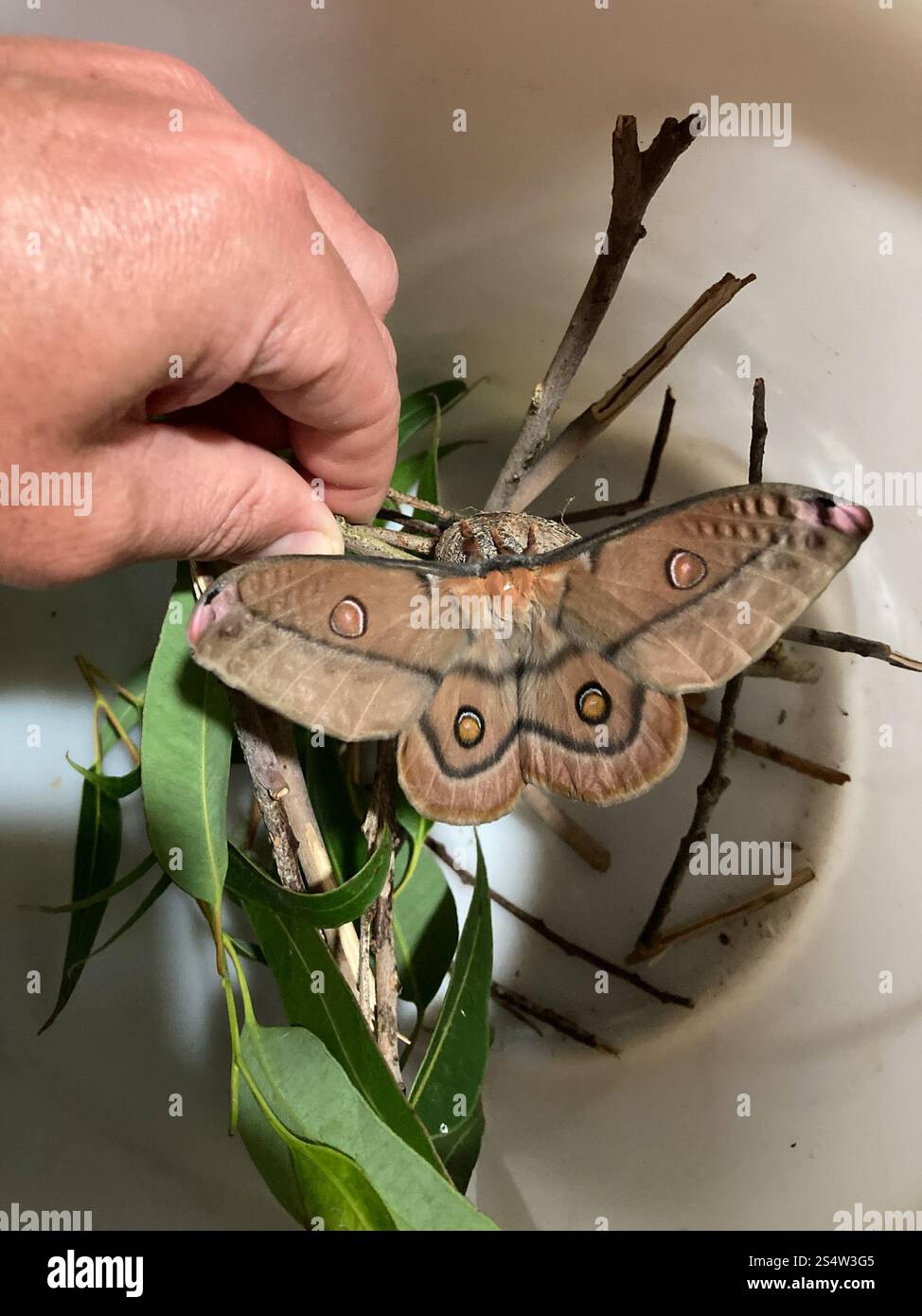 Emperor Gum Moth (Opodiphthera eucalypti Stock Photo - Alamy