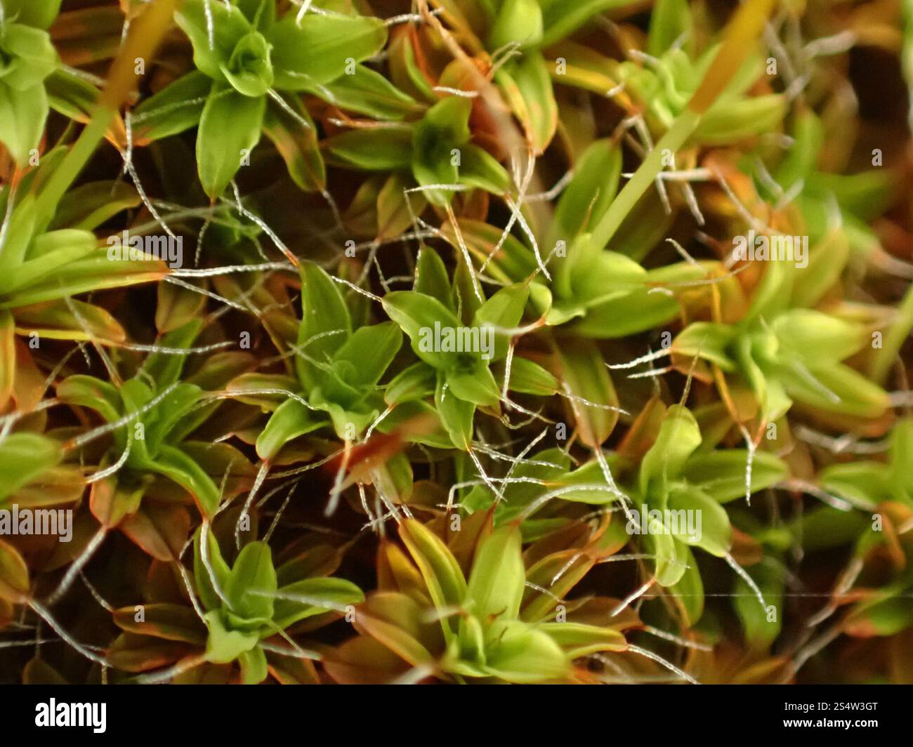 Brown Screw-moss (Syntrichia princeps Stock Photo - Alamy