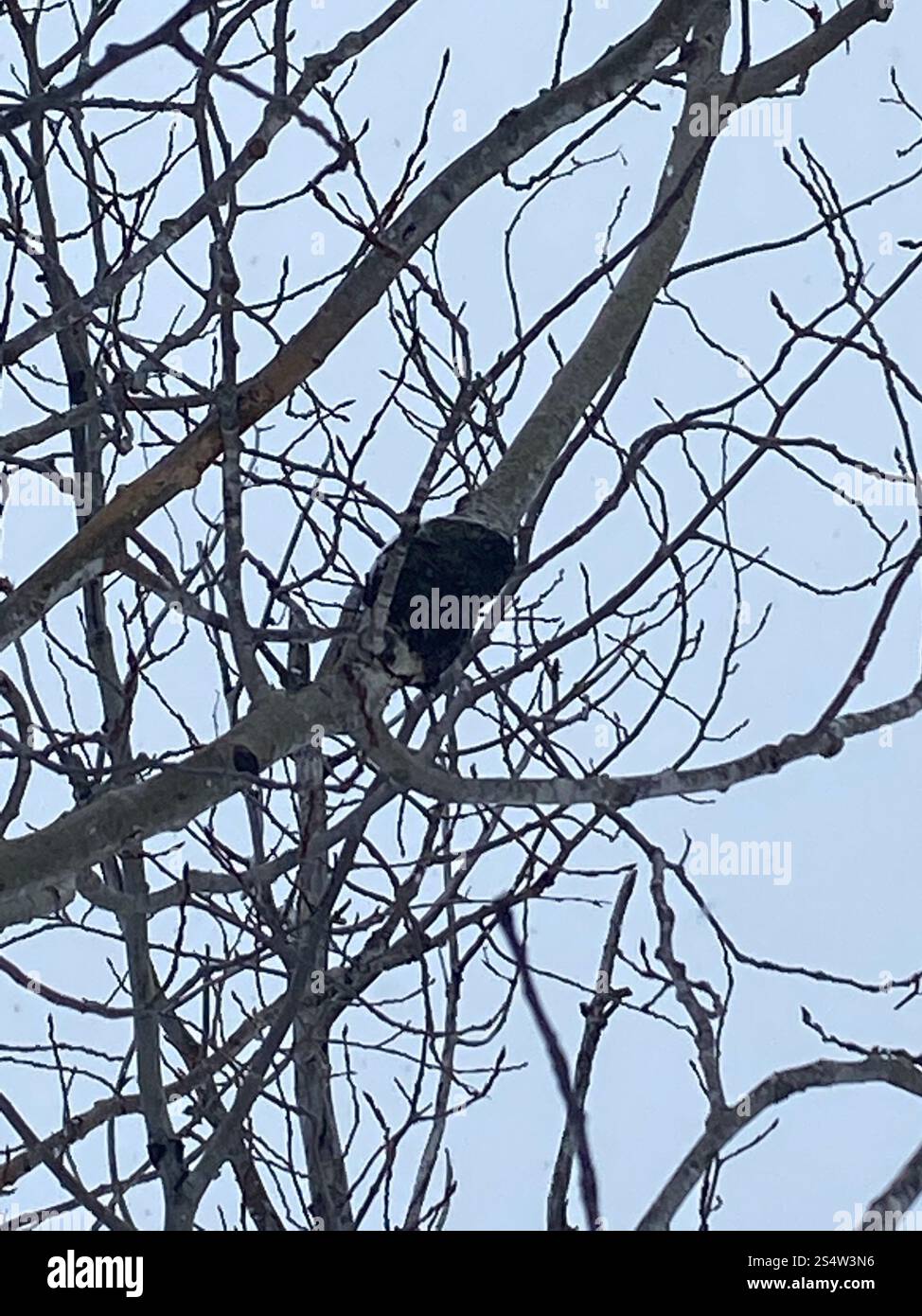 Corky bark disease (Diplodia tumefaciens Stock Photo - Alamy