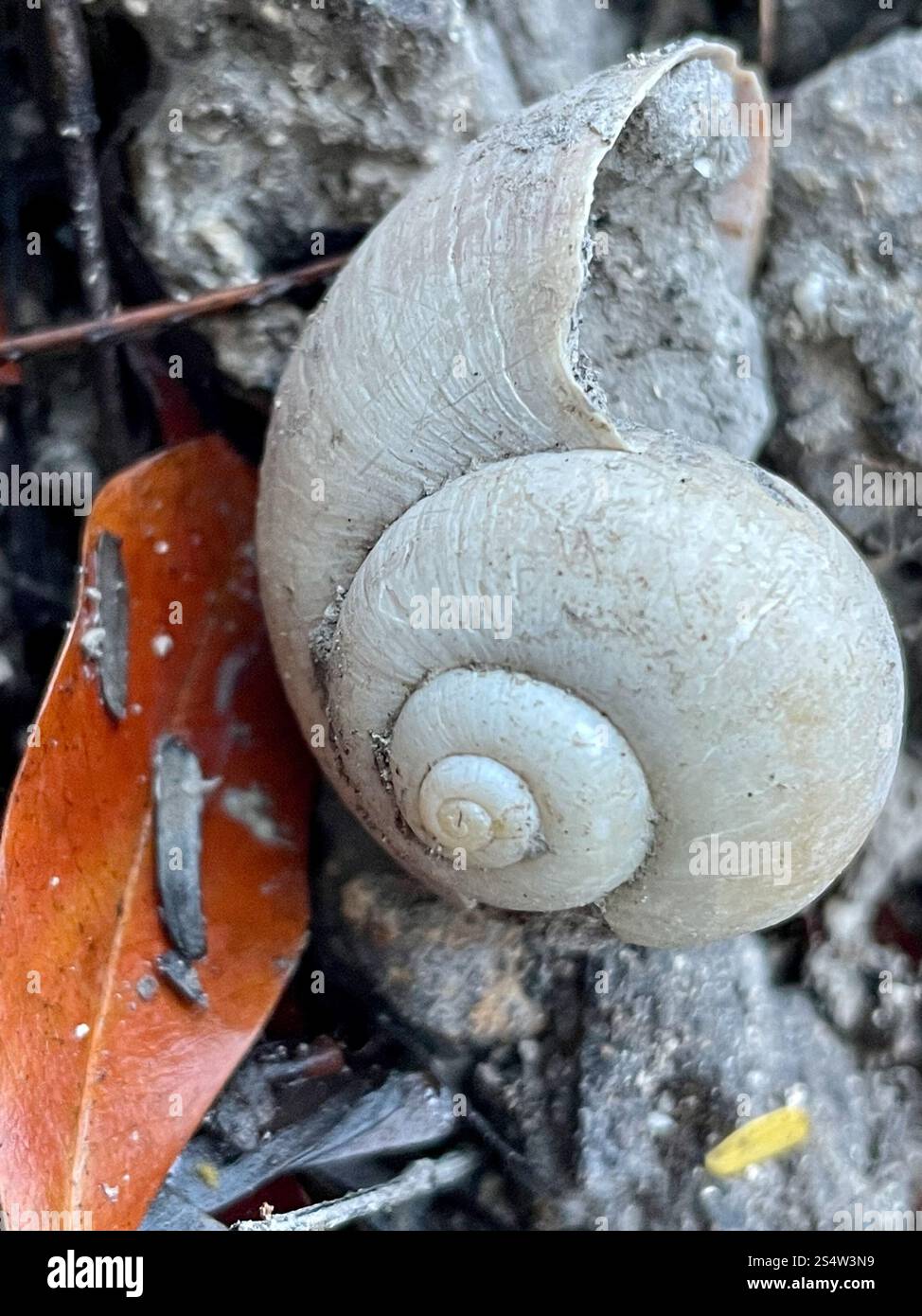 Common Apple Snails (Pomacea Stock Photo - Alamy