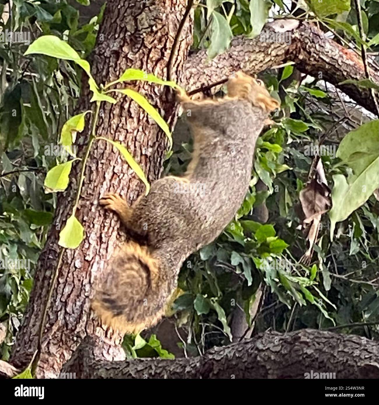 Eastern Fox Squirrel (Sciurus niger Stock Photo - Alamy