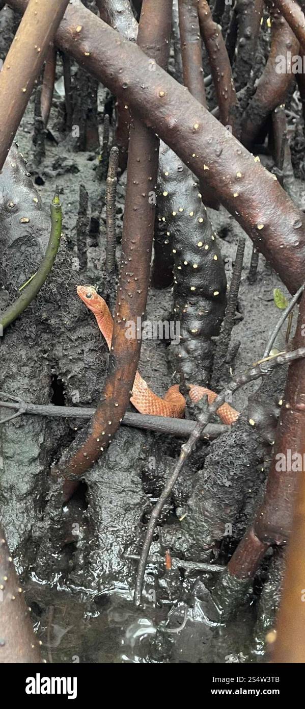 Mangrove Saltmarsh Snake (Nerodia clarkii compressicauda Stock Photo ...