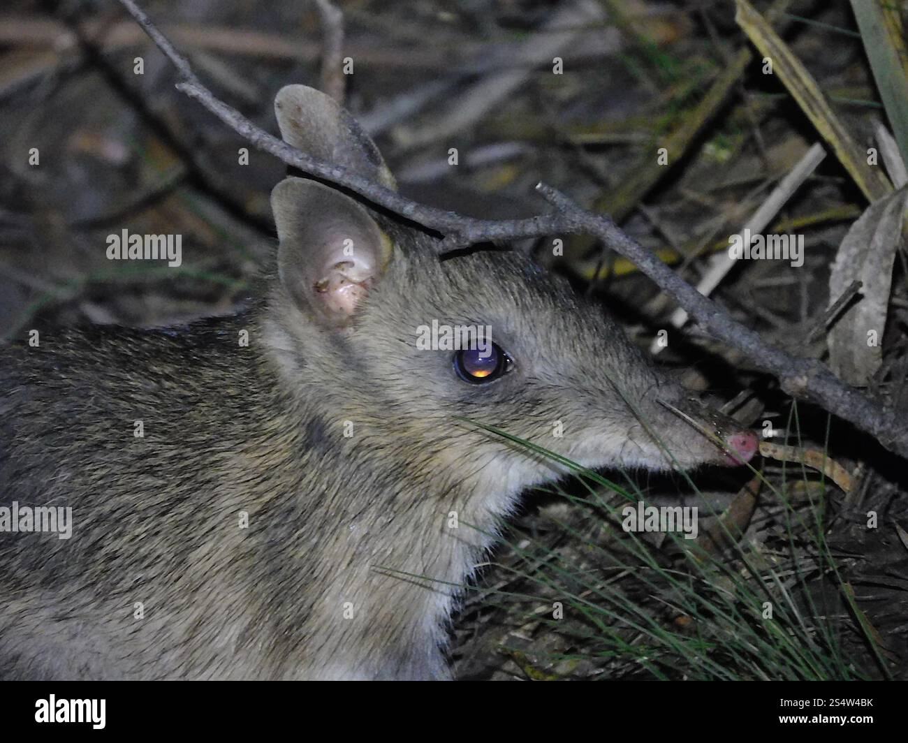 Eastern Barred Bandicoot (Perameles gunnii Stock Photo - Alamy