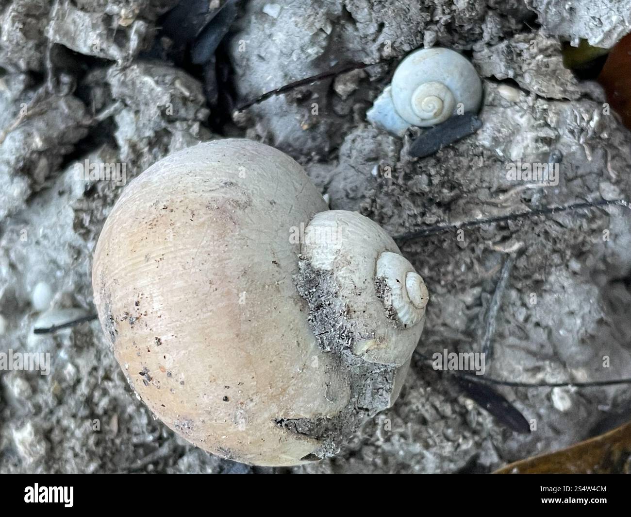 Common Apple Snails (Pomacea Stock Photo - Alamy