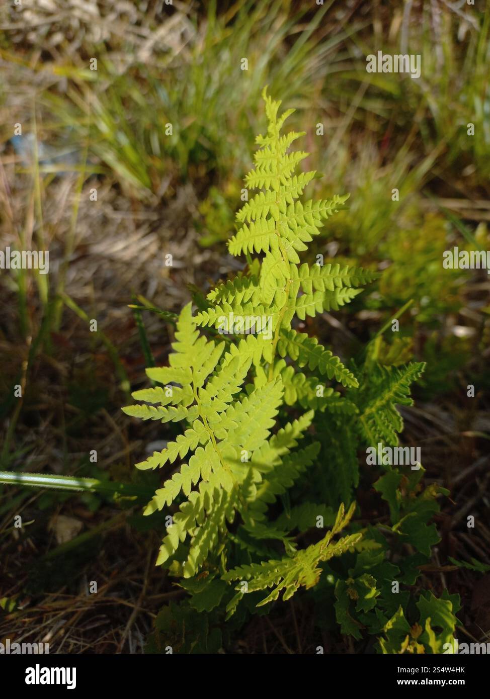 Swamp Fern (Thelypteris confluens Stock Photo - Alamy