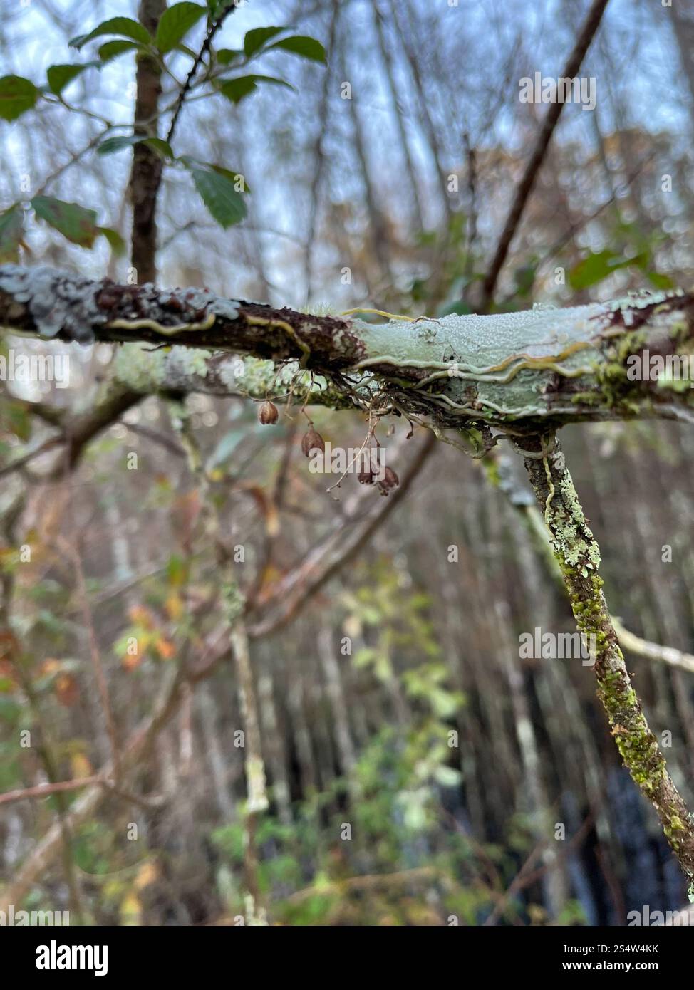 Jingle Bell Orchid (Dendrophylax porrectus Stock Photo - Alamy