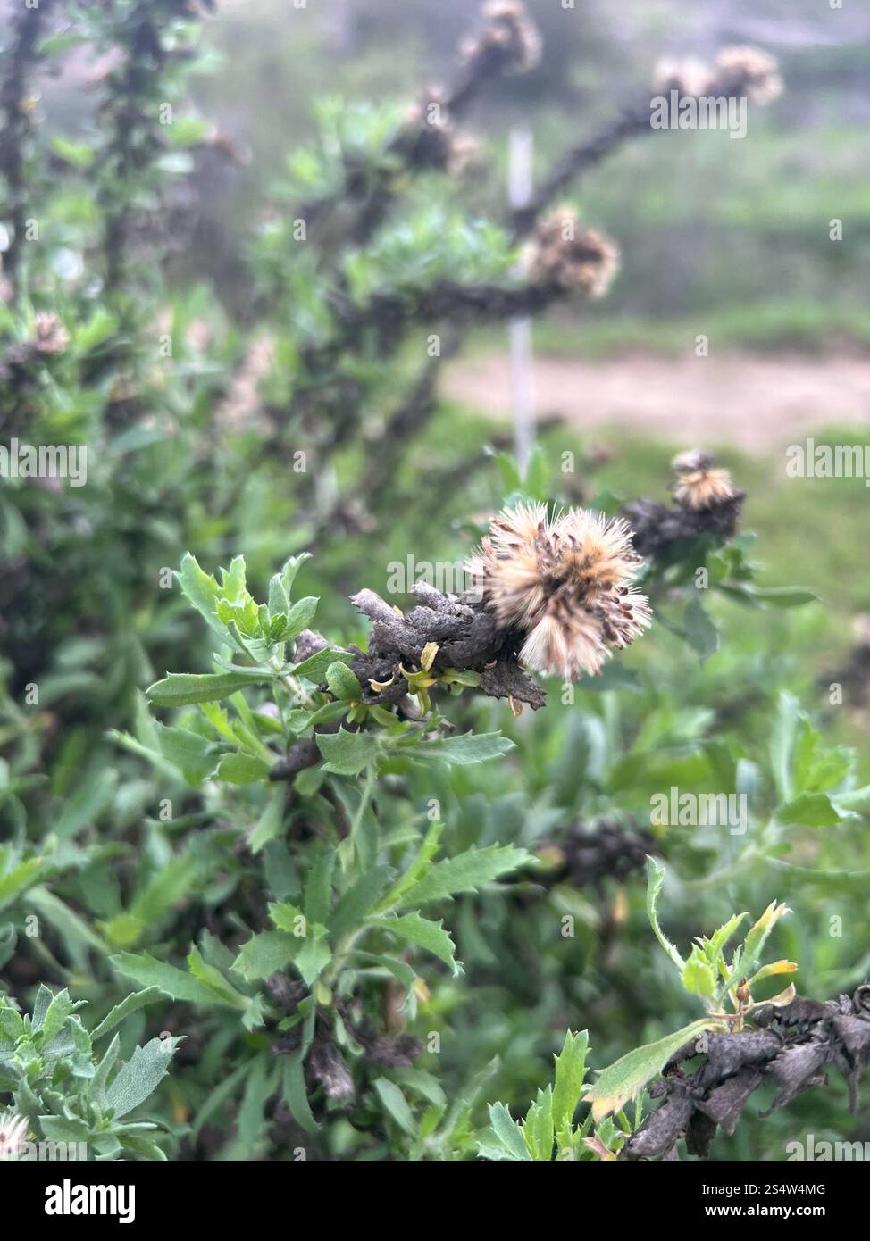 Coastal Goldenbush (Isocoma menziesii Stock Photo - Alamy