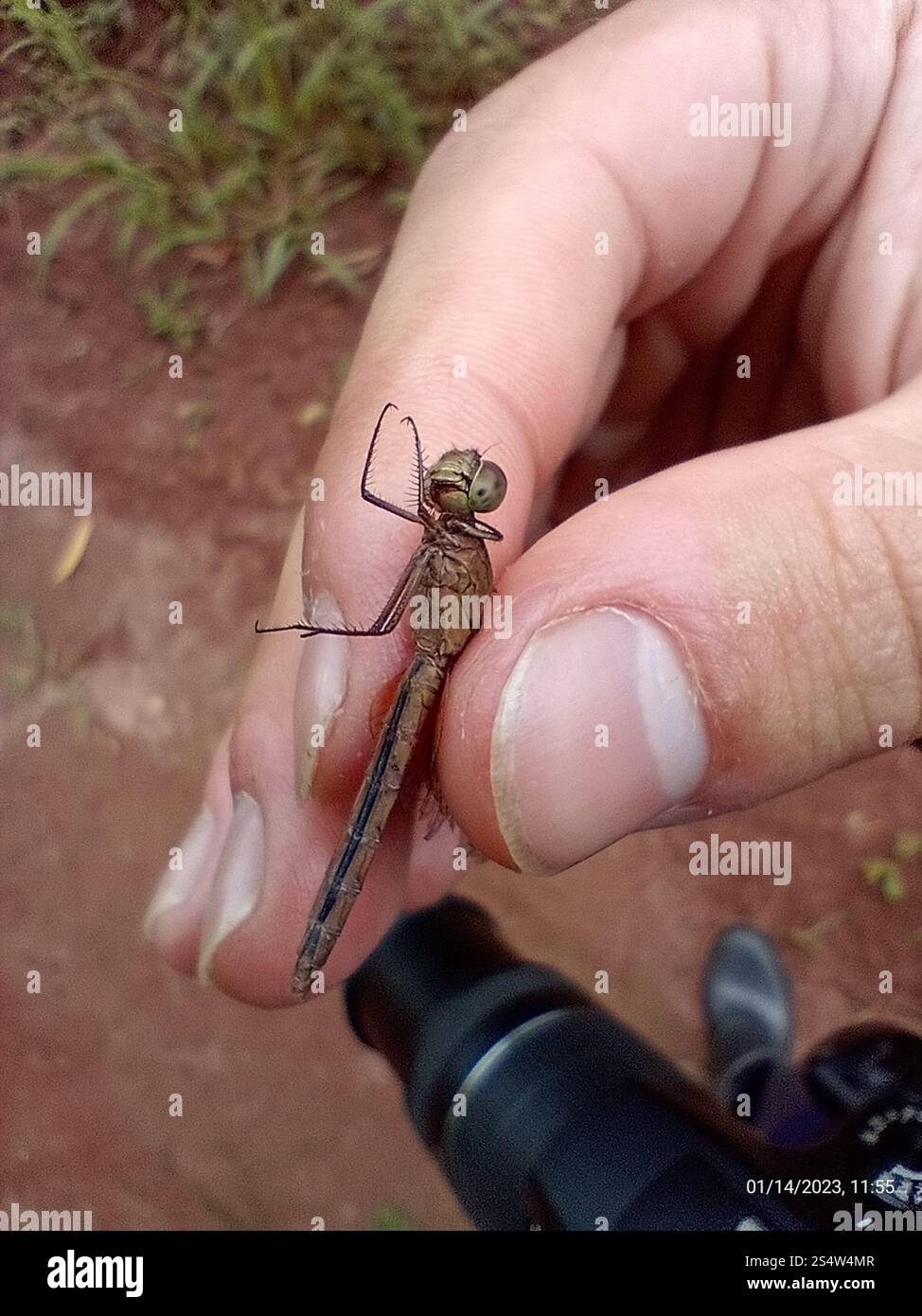 Dragonflies and Damselflies (Odonata Stock Photo - Alamy