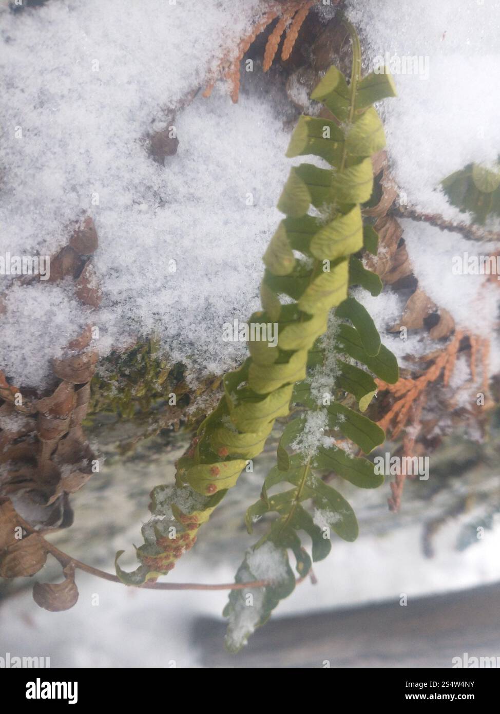 rock polypody (Polypodium virginianum Stock Photo - Alamy